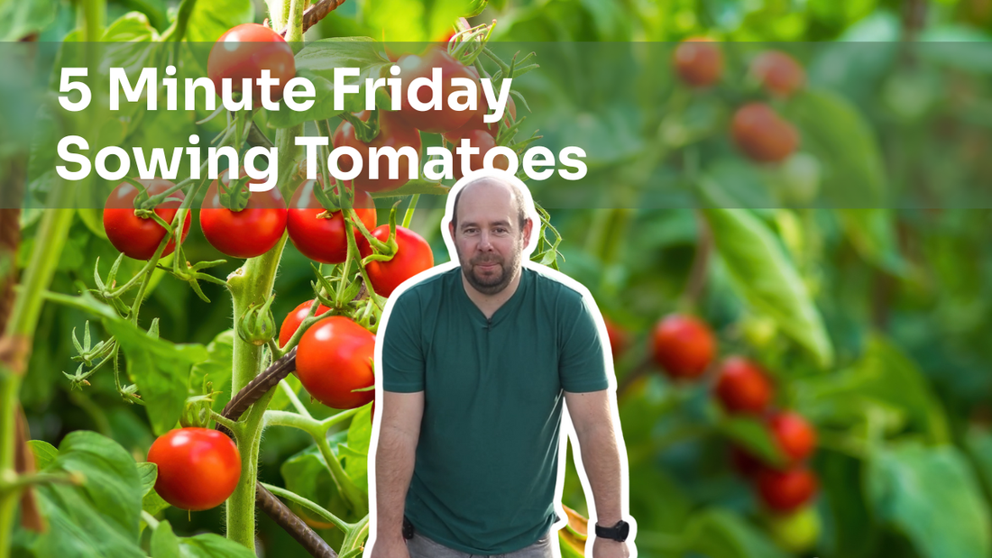 5 Minute Friday - Sowing Tomatoes – BuyPlants.co.uk