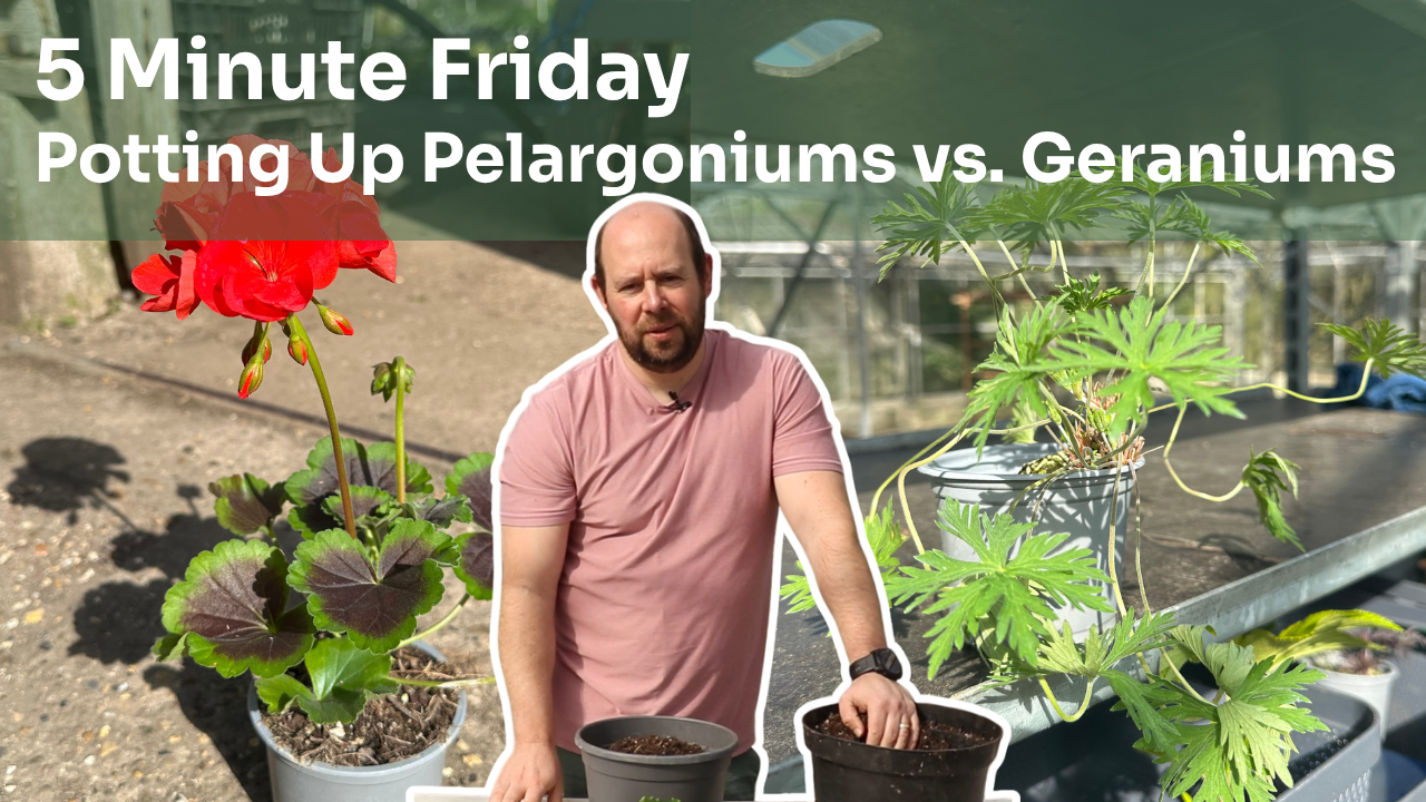 5 Minute Friday - Potting Up Pelargoniums vs. Geraniums – BuyPlants.co.uk