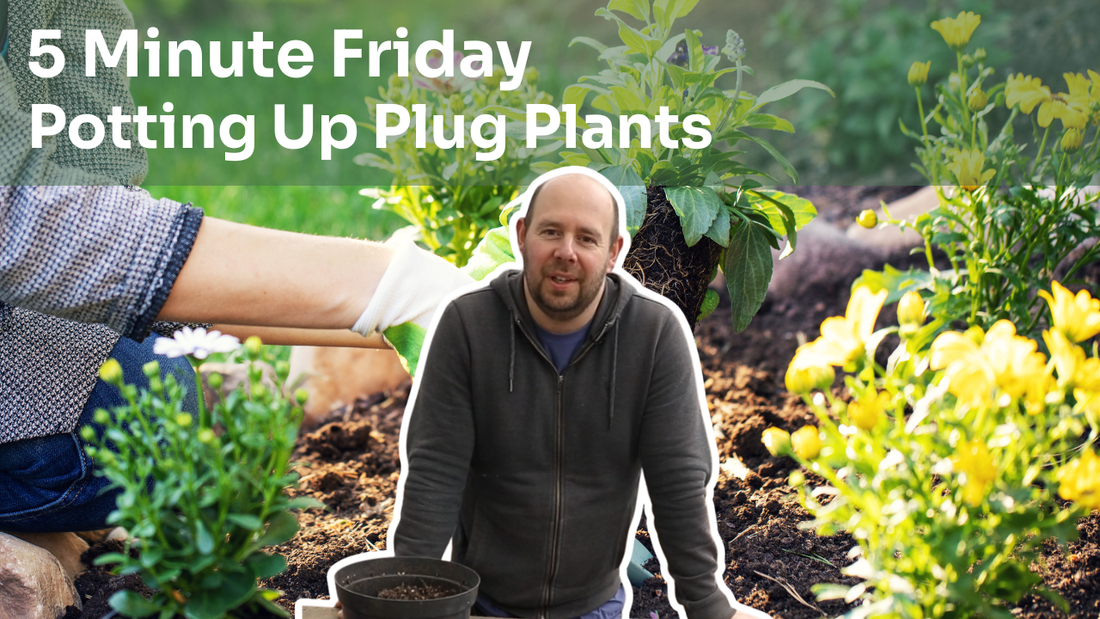 5 Minute Friday - Potting Up Plug Plants – BuyPlants.co.uk
