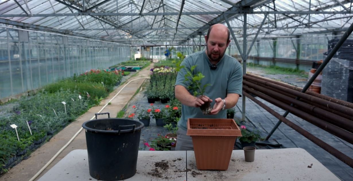 5 Minute Friday: Planting Hibiscus 'Lunar Eclipse' – A Stunning Additi ...