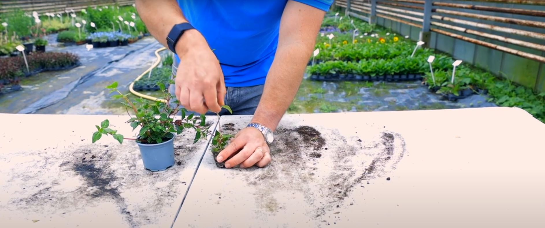 EP221 - How to pinch out your plants – BuyPlants.co.uk