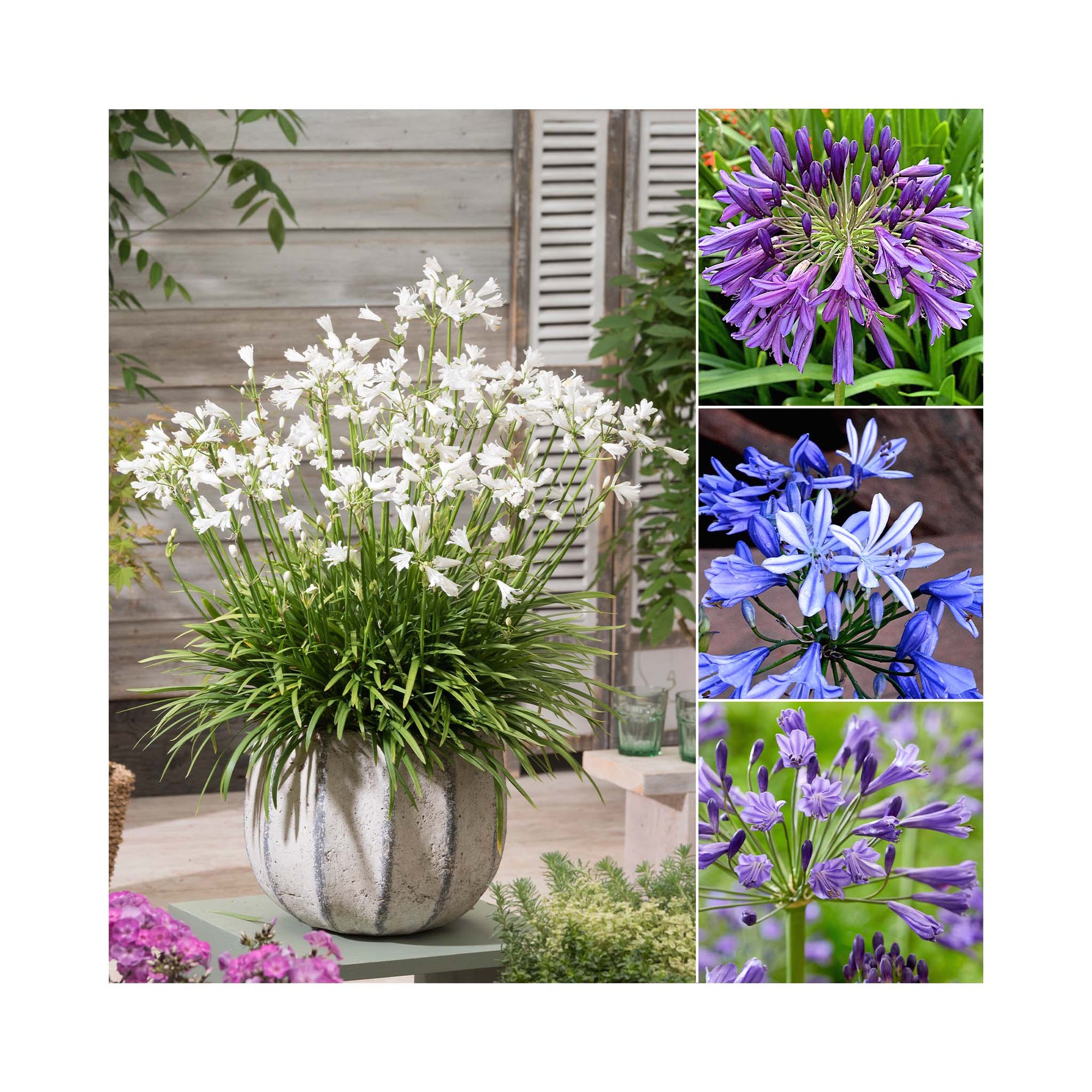 Agapanthus Collection – BuyPlants.co.uk