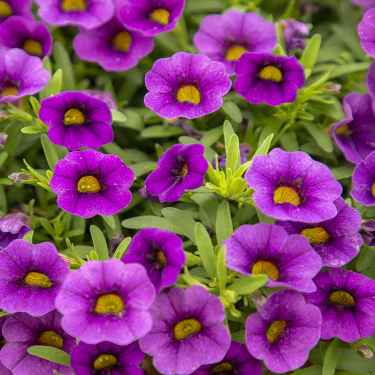 Calibrachoa Calipetite Blue – BuyPlants.co.uk