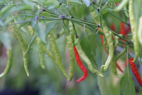 Buy Plants & Newlands Nursery – BuyPlants.co.uk