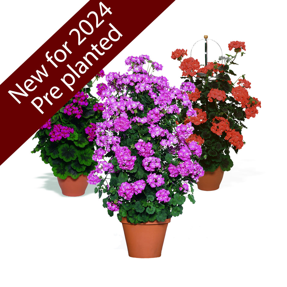 Upright Geraniums – BuyPlants.co.uk