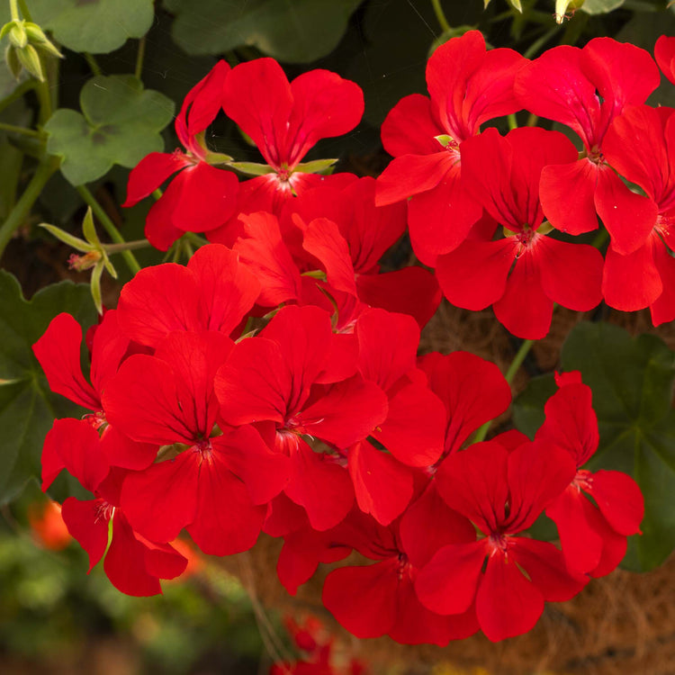 Trailing Geranium – BuyPlants.co.uk