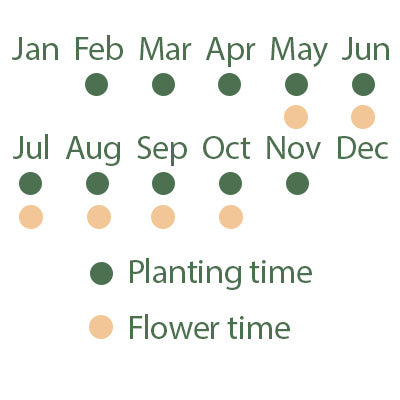 Geranium Raspberry Jolly Jewel – BuyPlants.co.uk