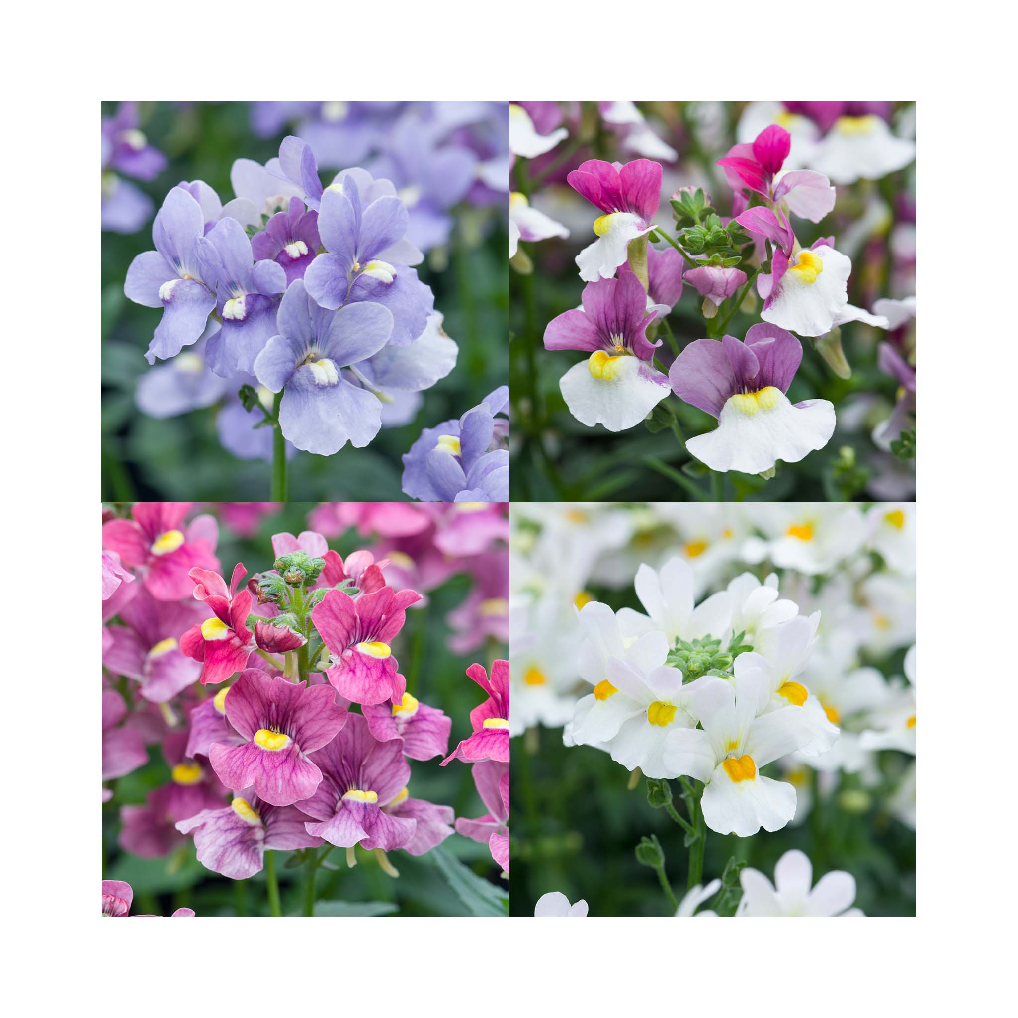 Nemesia Melody Collection – BuyPlants.co.uk