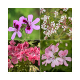 Geranium Raspberry Jolly Jewel – BuyPlants.co.uk