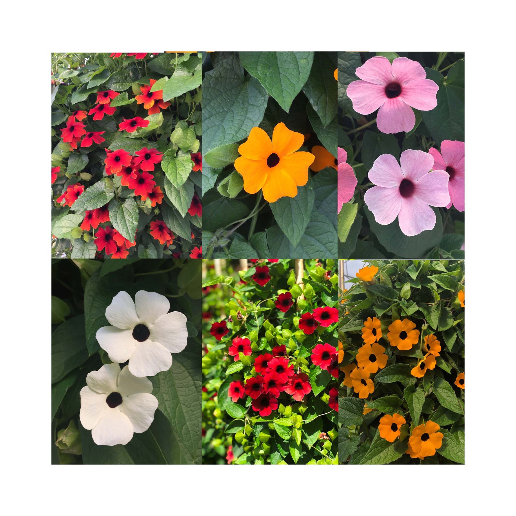 Thunbergia Sunny Susy Collection – BuyPlants.co.uk