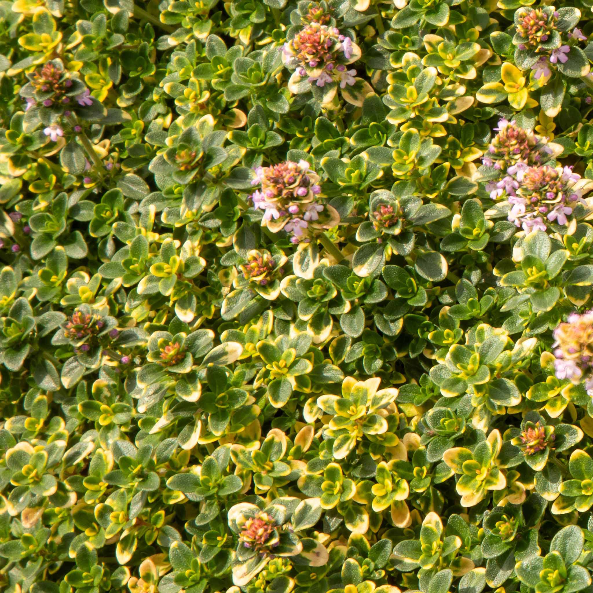 Doone Valley Thyme – BuyPlants.co.uk