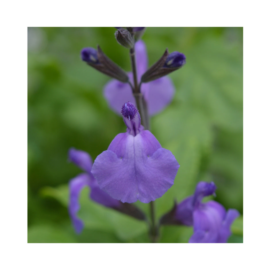 Buy Plants & Newlands Nursery – BuyPlants.co.uk