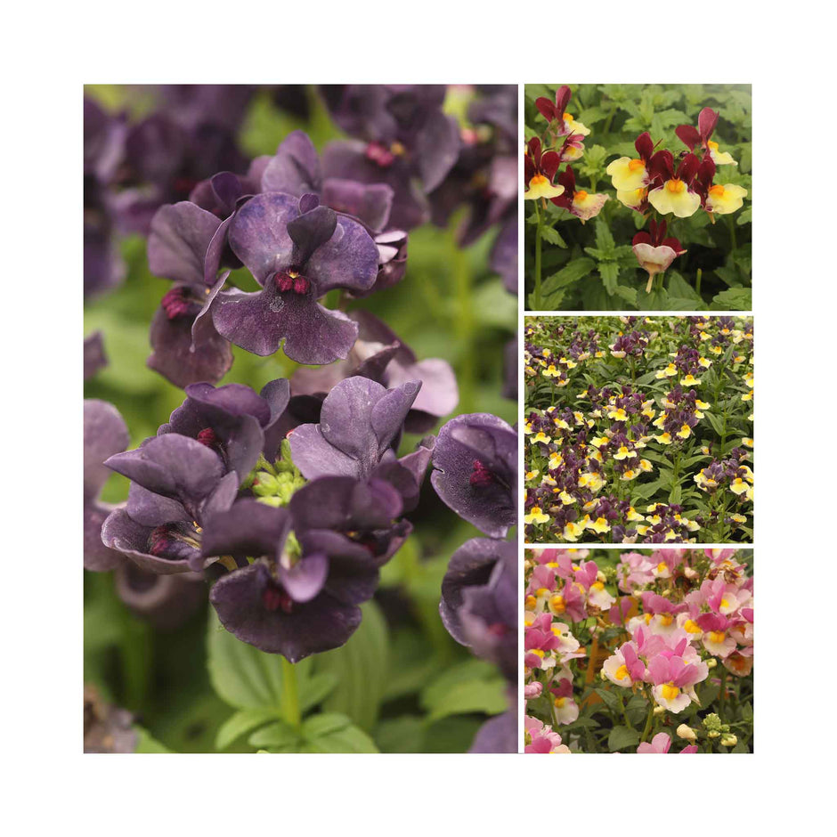 Hanging Basket Plants – BuyPlants.co.uk