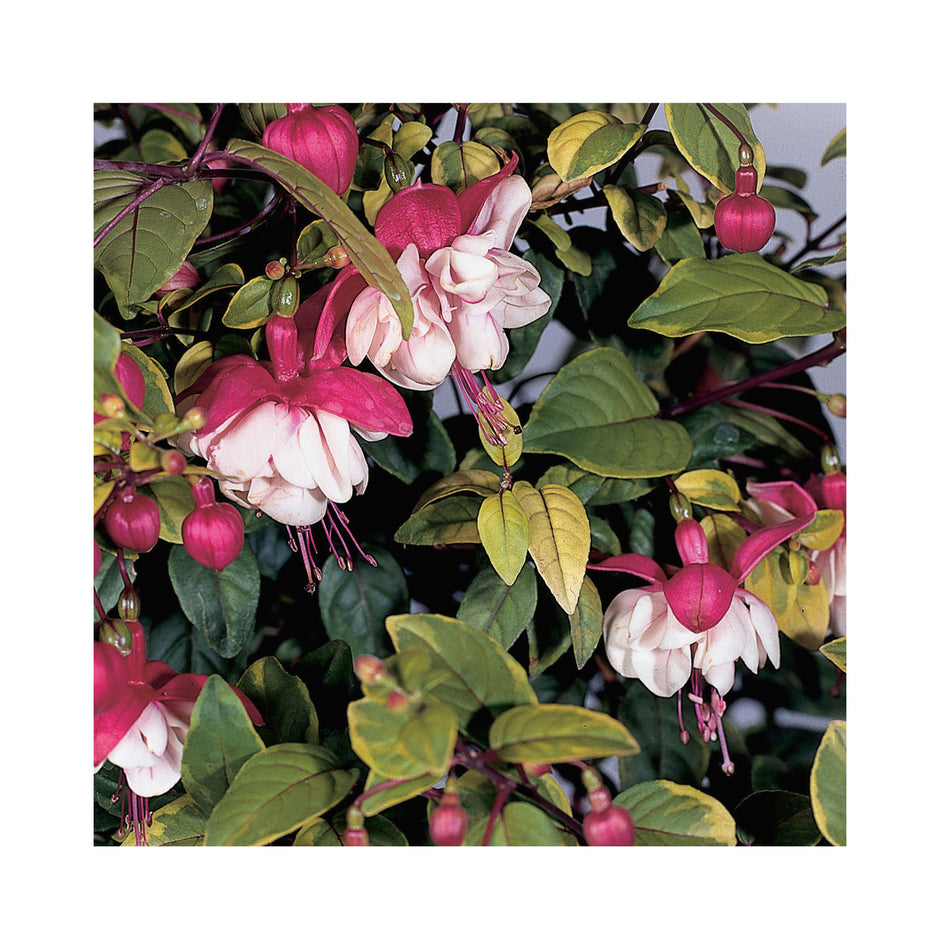 Trailing Fuchsia – BuyPlants.co.uk