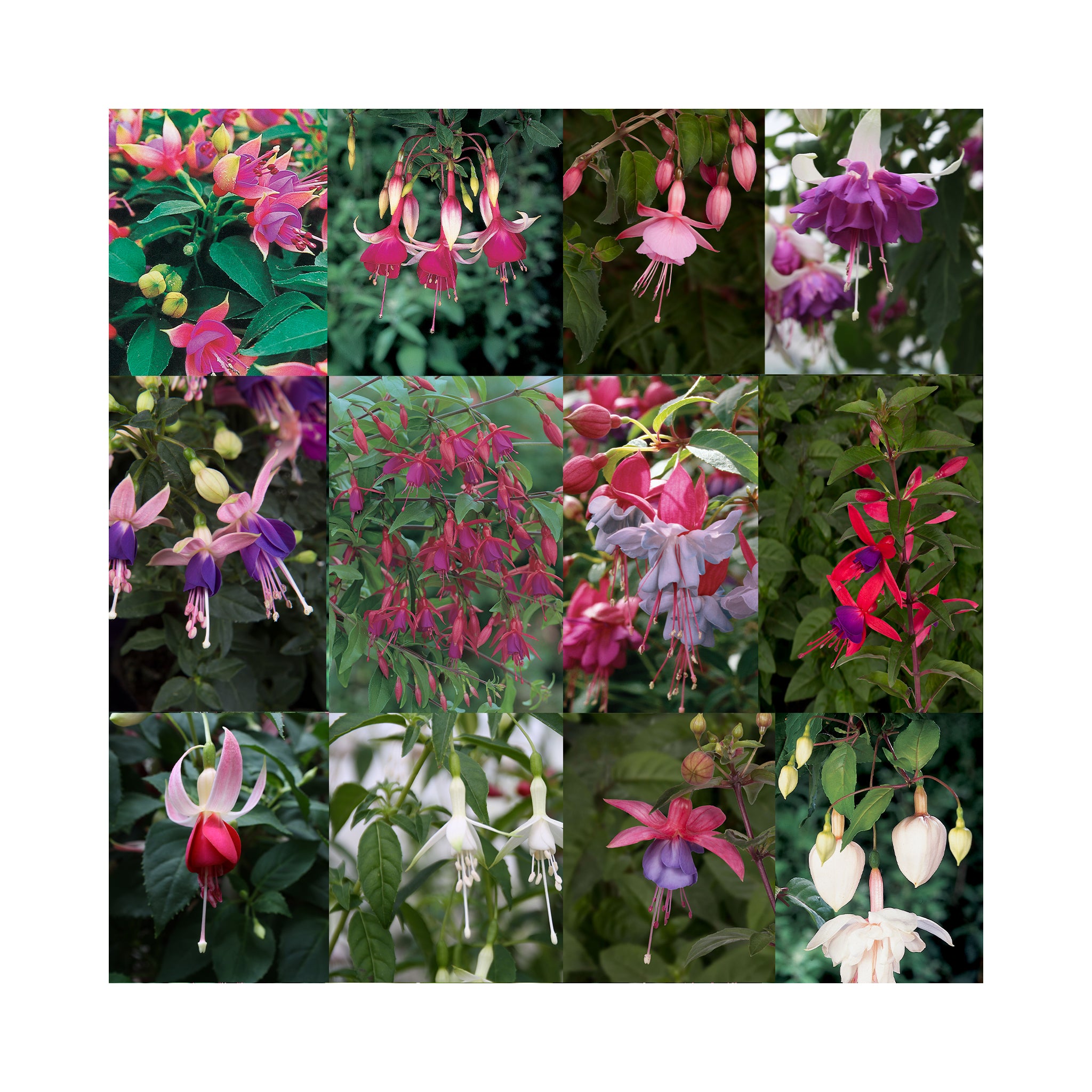 10 Mixed Bush/Upright Fuchsia Plug Plants - Stunning Fuchsia Collectio ...